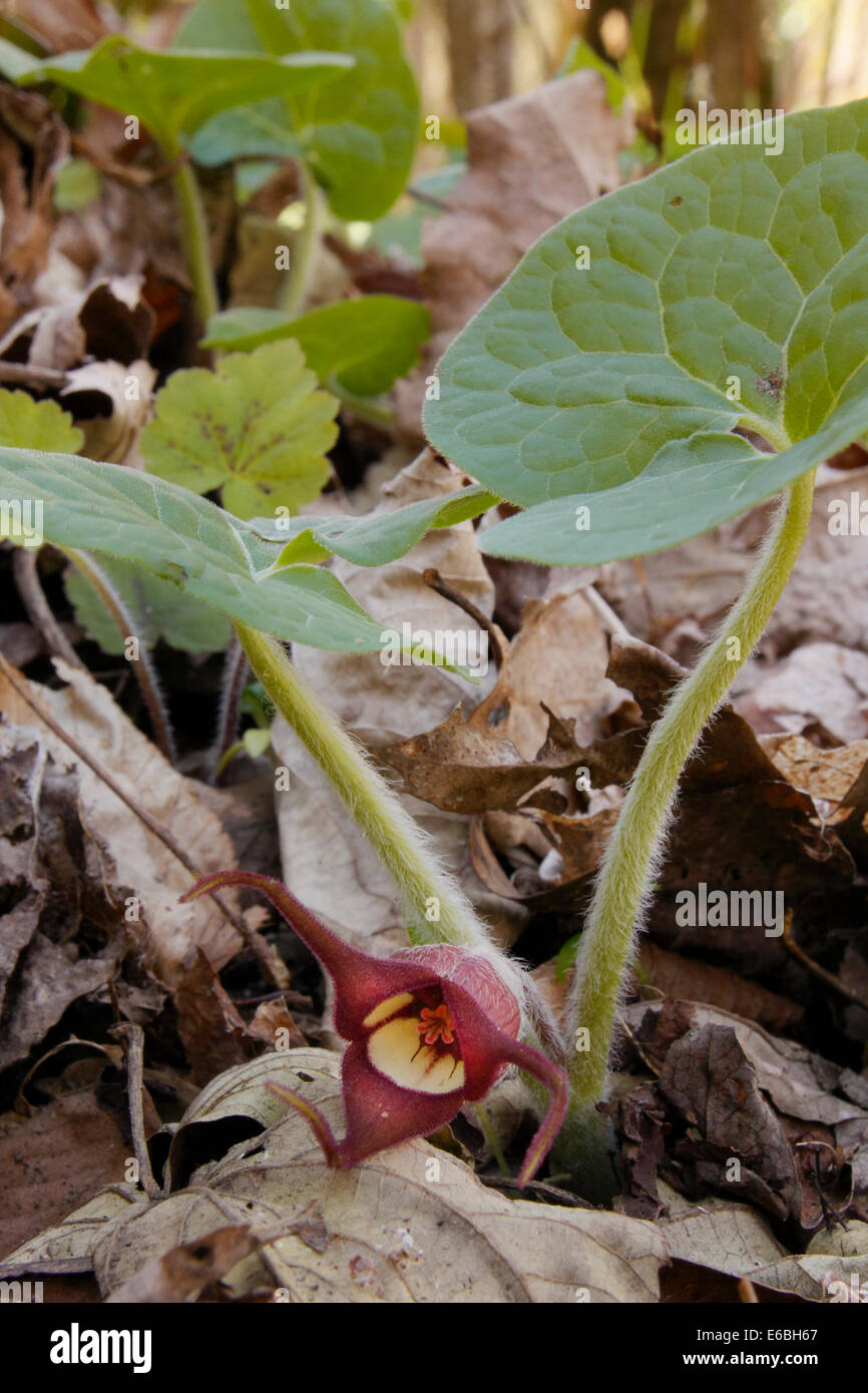 Wild Ginger, Little River Trail, , Great Smoky Mountains National Park ...