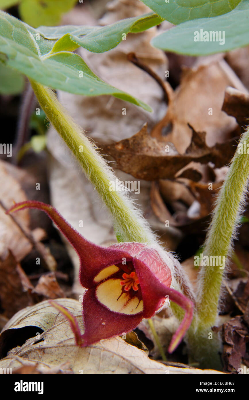 Ginger trail hi-res stock photography and images - Alamy