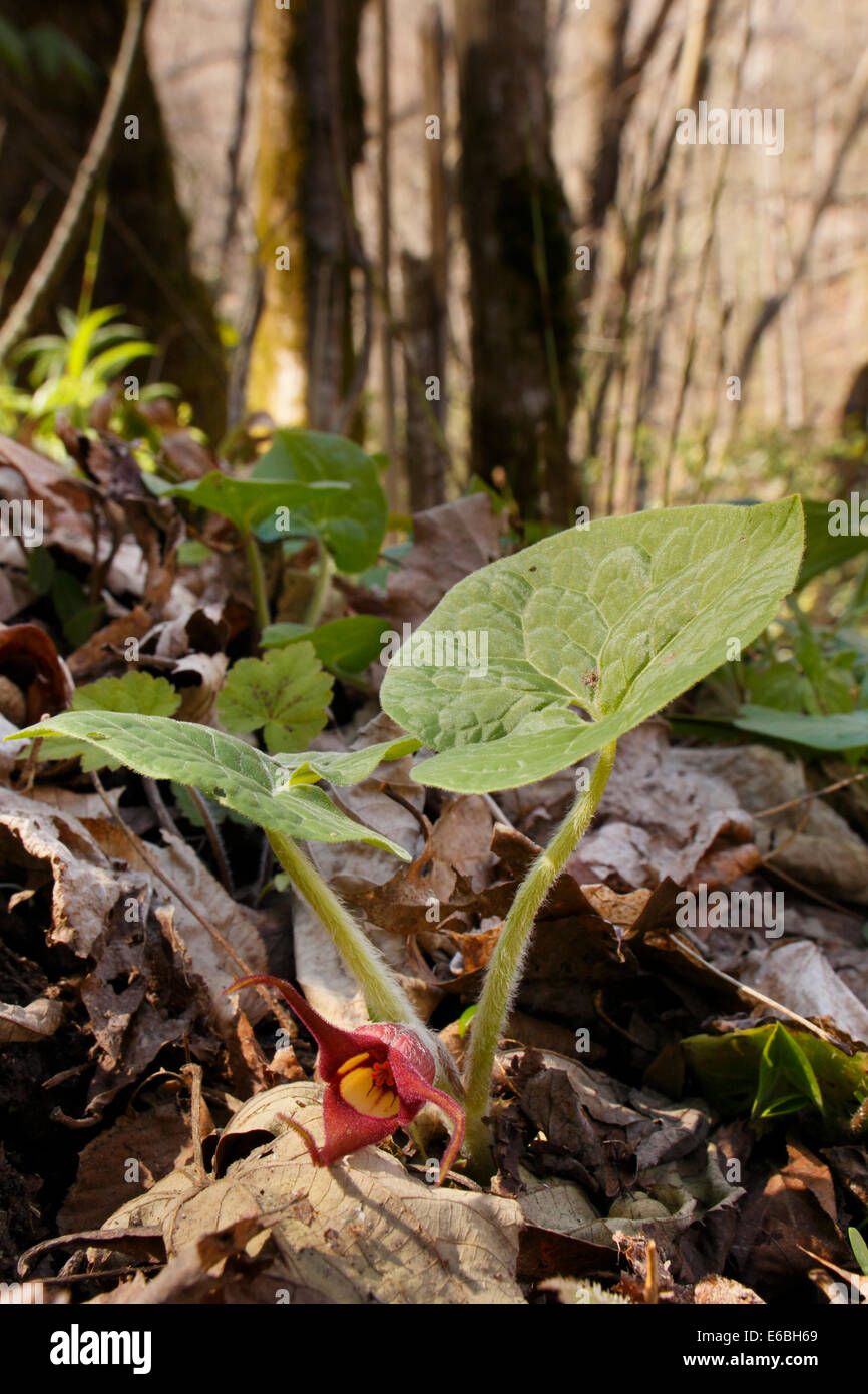 Wild Ginger, Little River Trail, , Great Smoky Mountains National Park ...