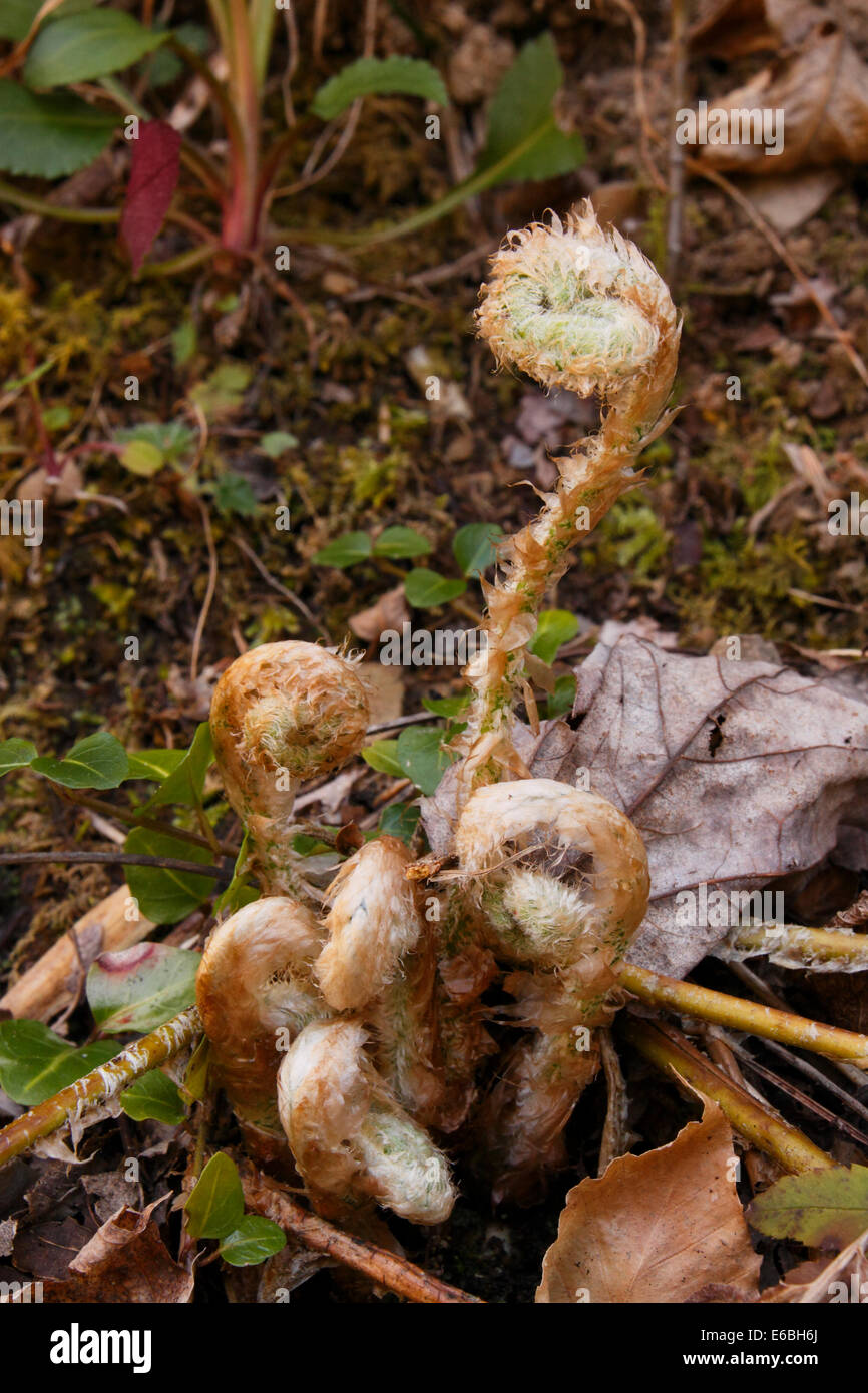 Fern, Old Sugarland Trail, Great Smoky Mountains National Park ...