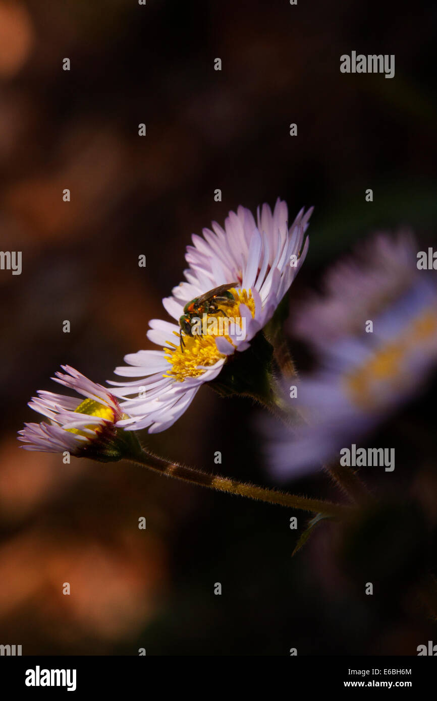 Robins Plantain, Old Sugarland Trail, Great Smoky Mountains National ...