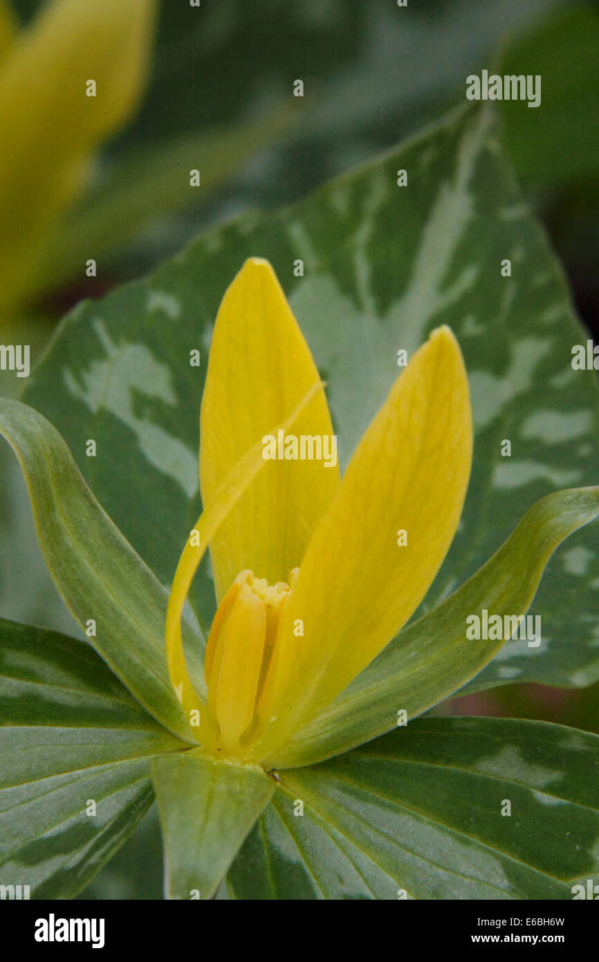 Yellow Trillium, Old Sugarland Trail, Great Smoky Mountains National Park, Tennessee, USA Stock ...