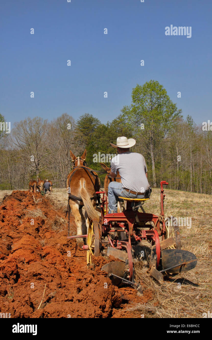 Mules pulling plow High Resolution Stock Photography and Images - Alamy