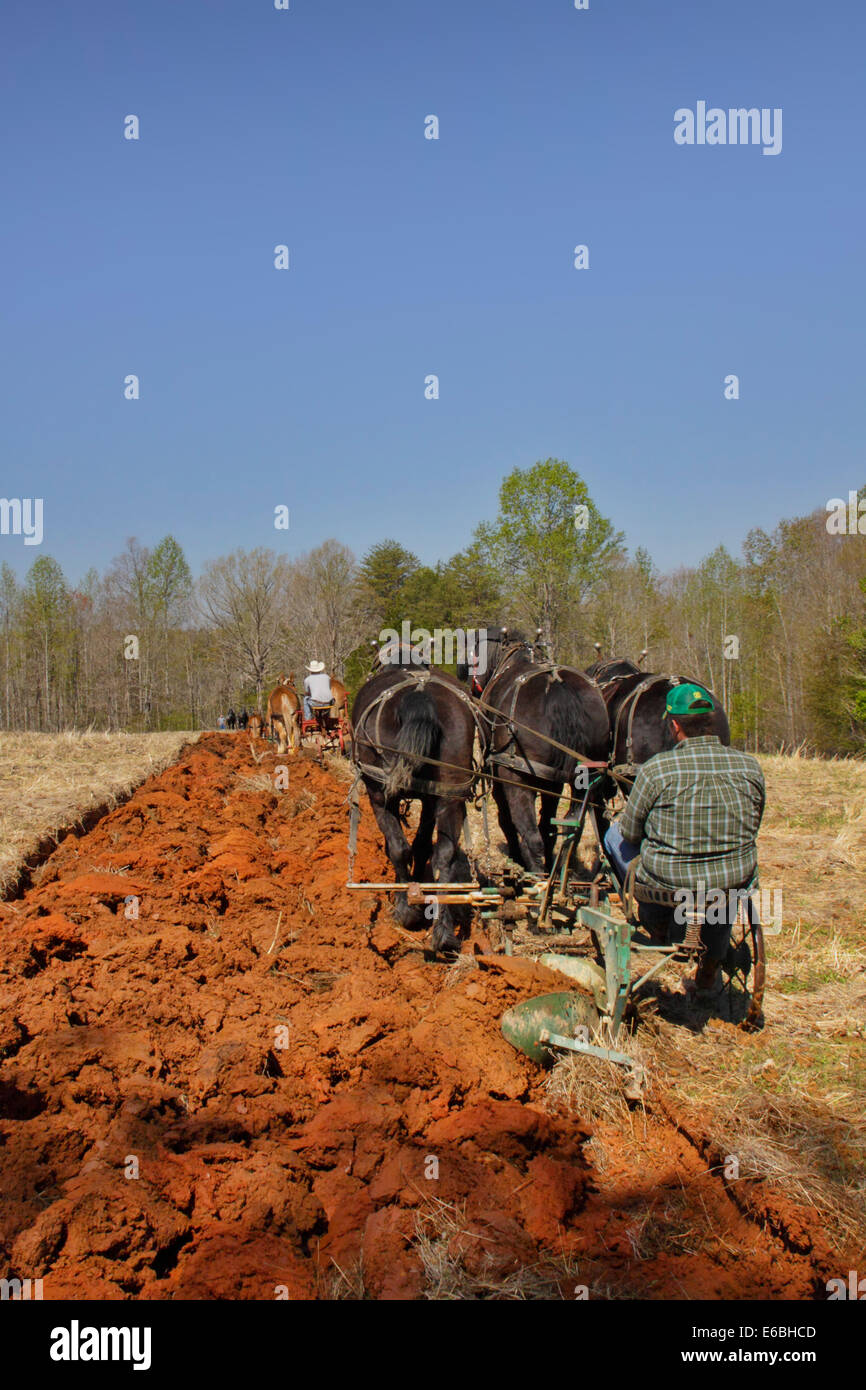 Plowing with mules hi-res stock photography and images - Alamy