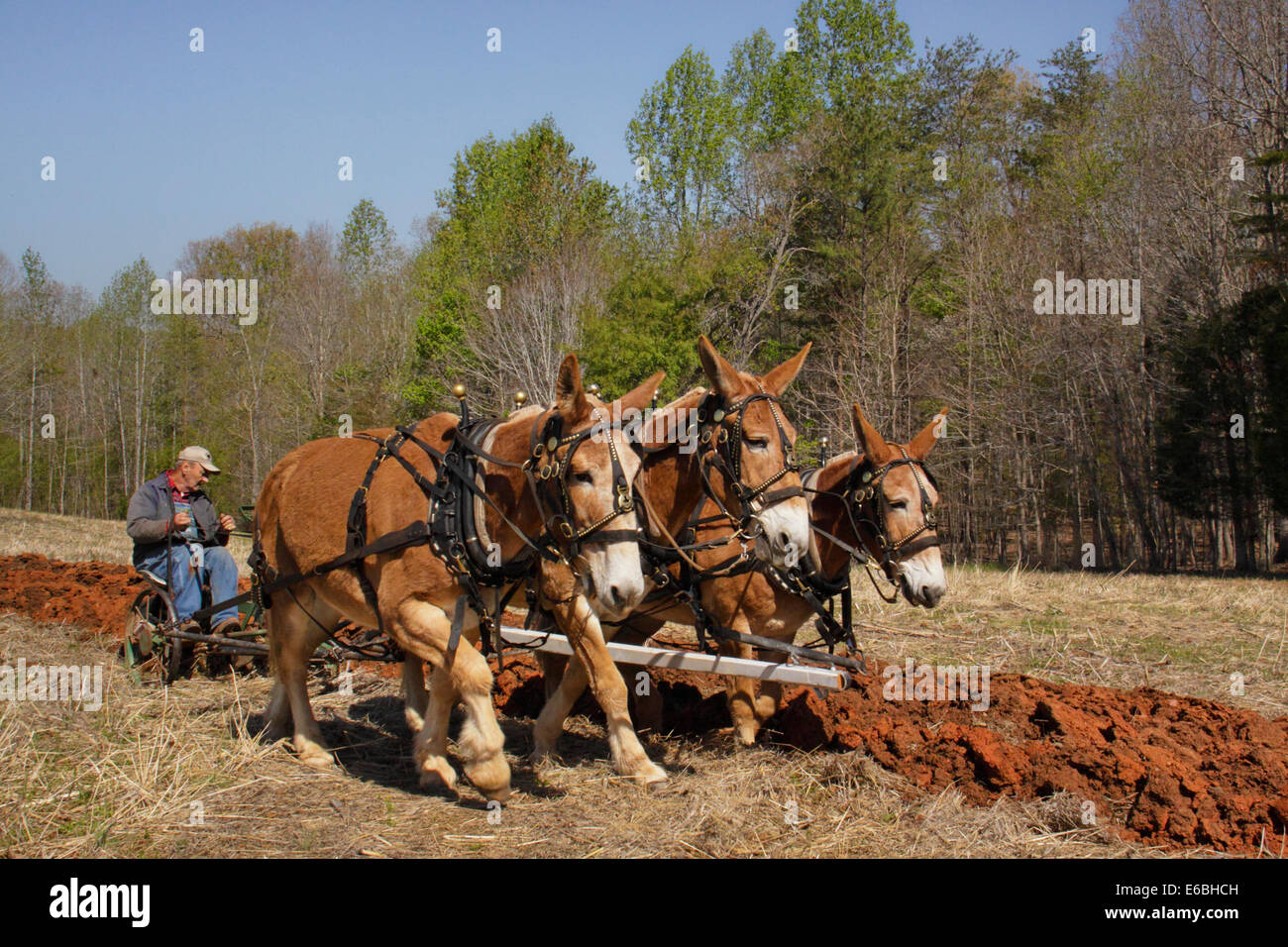 Plowing with mules hi-res stock photography and images - Alamy