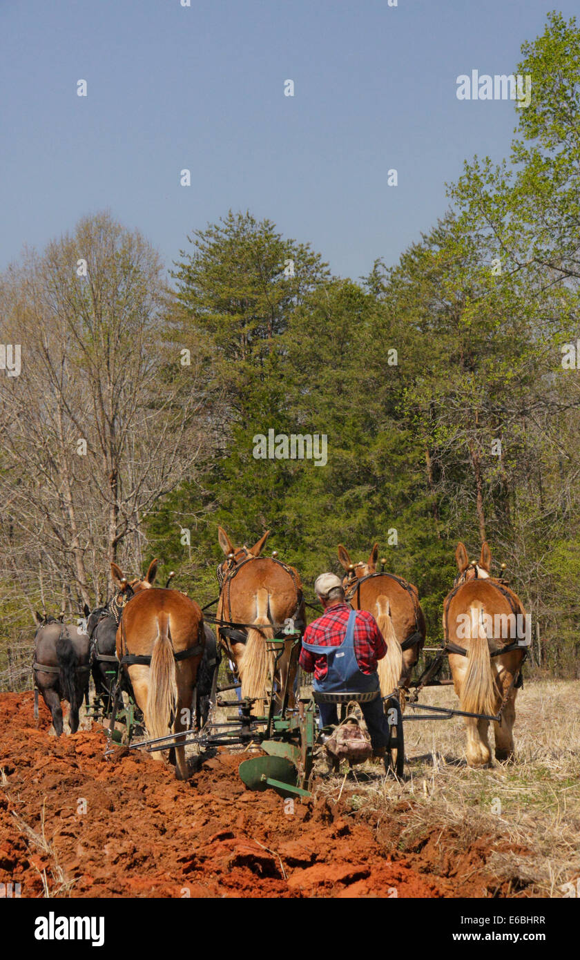 Plow with mules hi-res stock photography and images - Alamy