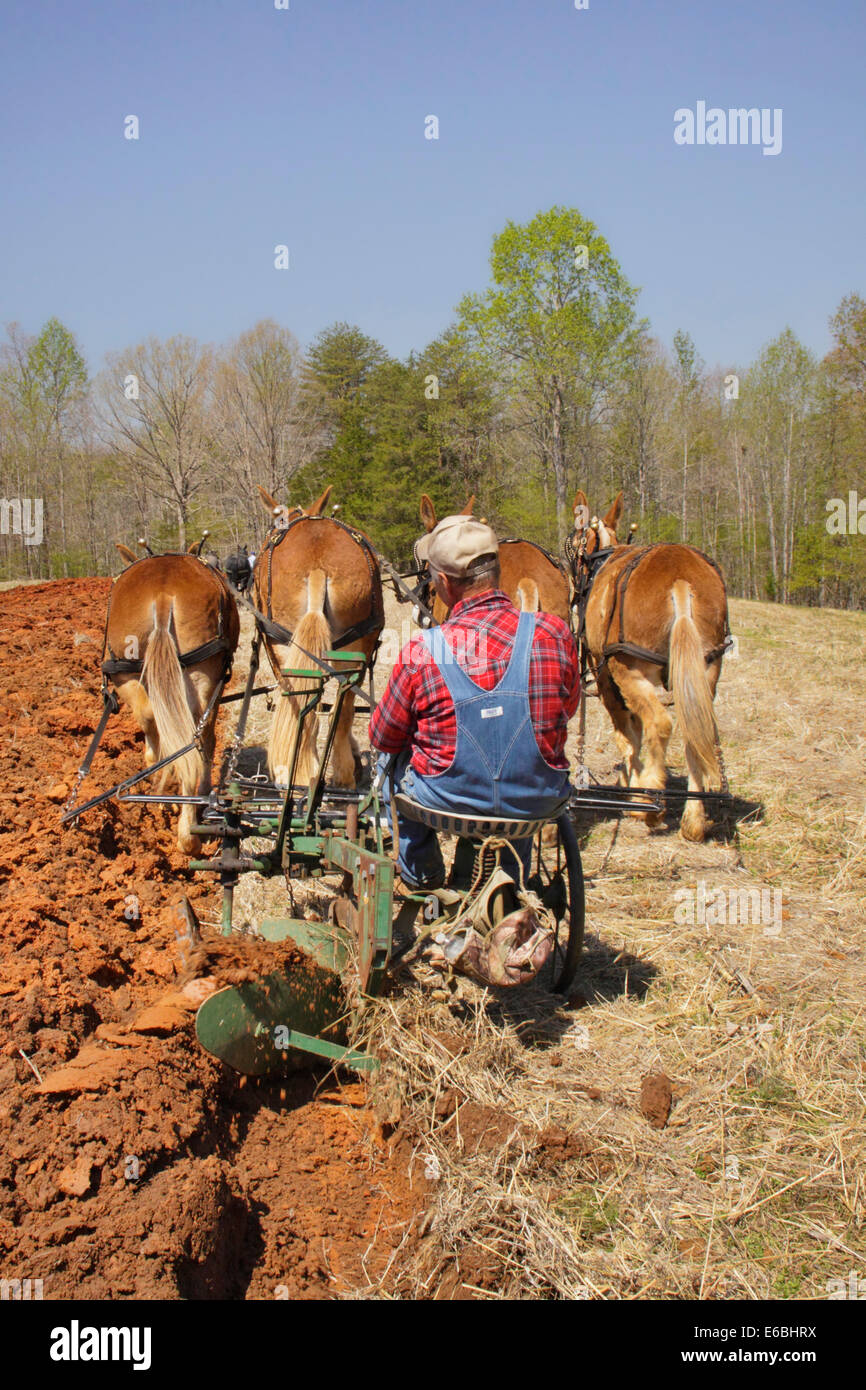 Plowing with mules hi-res stock photography and images - Alamy