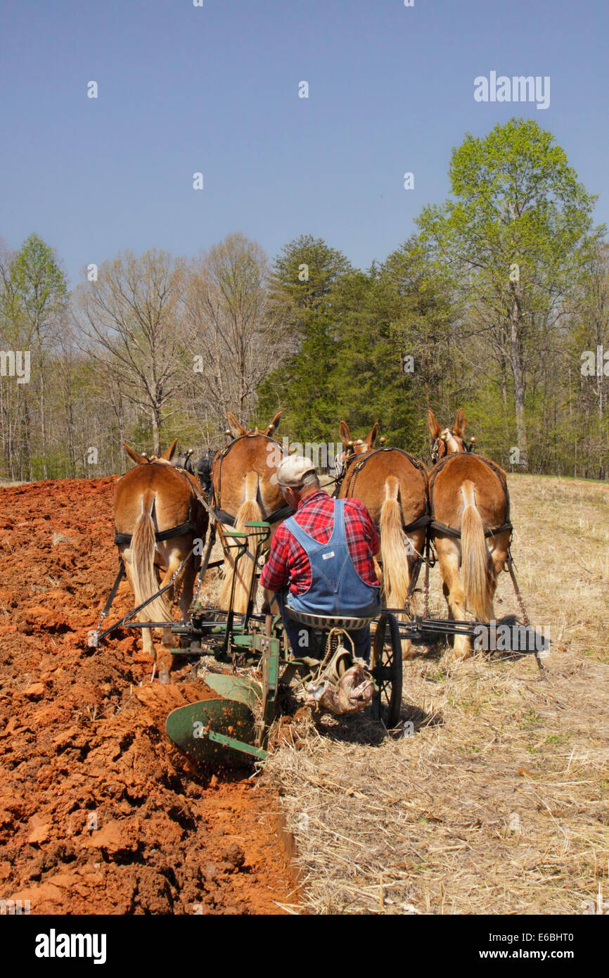 Plowing with mules hi-res stock photography and images - Alamy