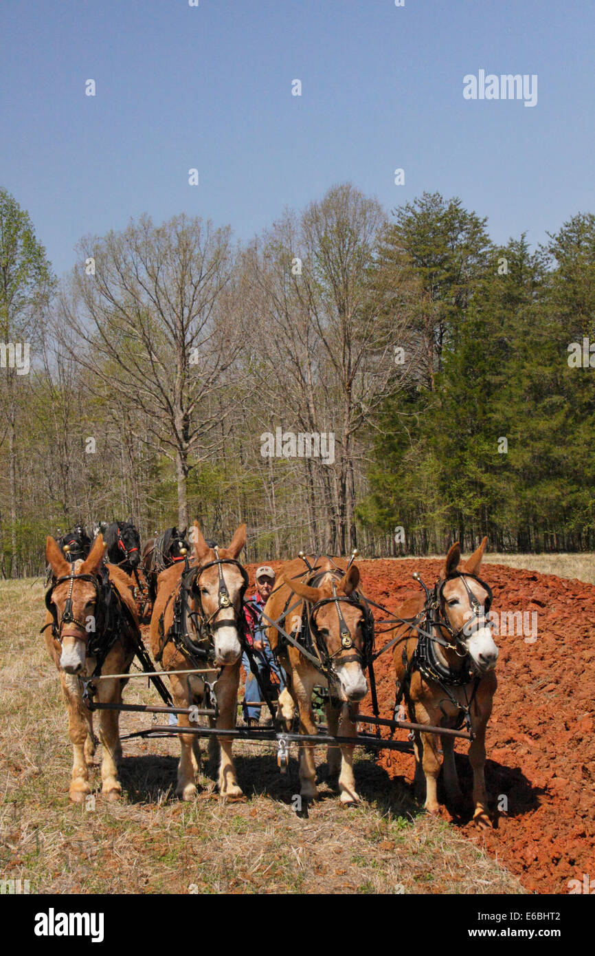 Plowing with mules hi-res stock photography and images - Alamy