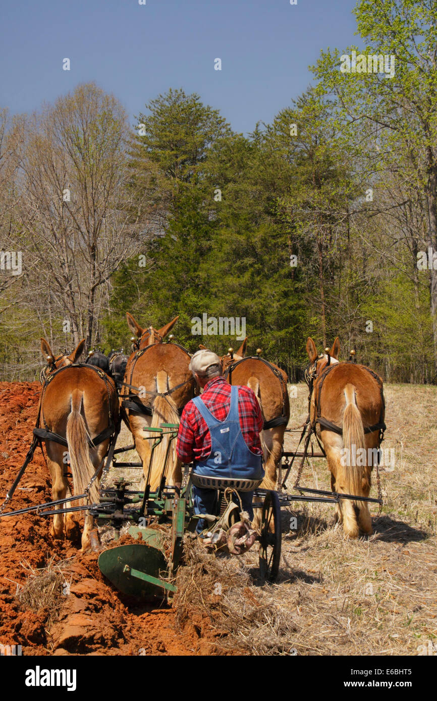 Mules pulling plow High Resolution Stock Photography and Images - Alamy