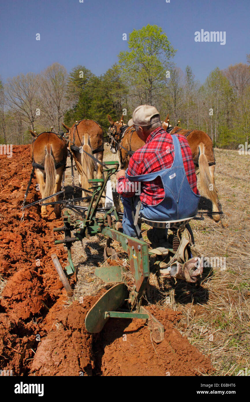 Mules pulling plow High Resolution Stock Photography and Images - Alamy