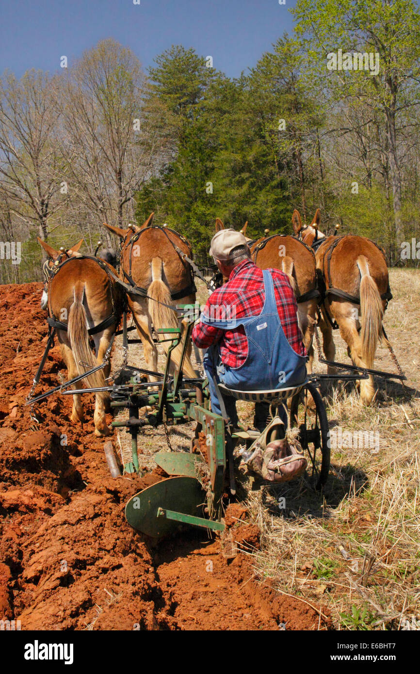 Plowing with mules hi-res stock photography and images - Alamy
