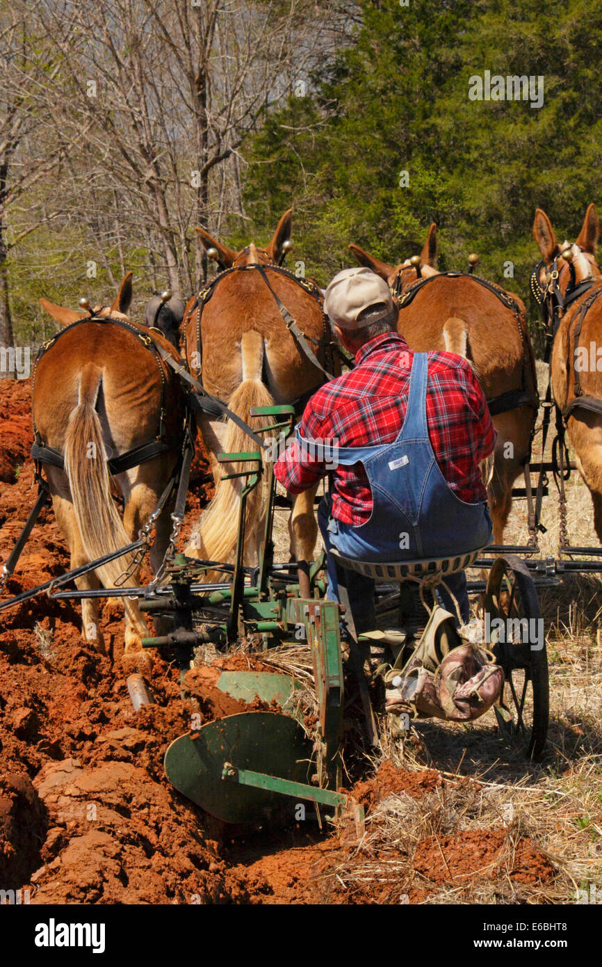 Plowing with mules hi-res stock photography and images - Alamy