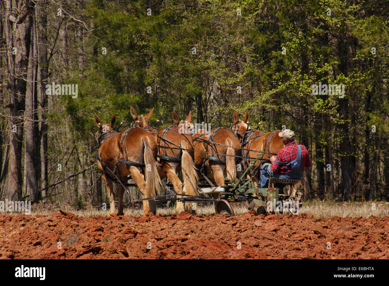 Plowing with mules hi-res stock photography and images - Alamy