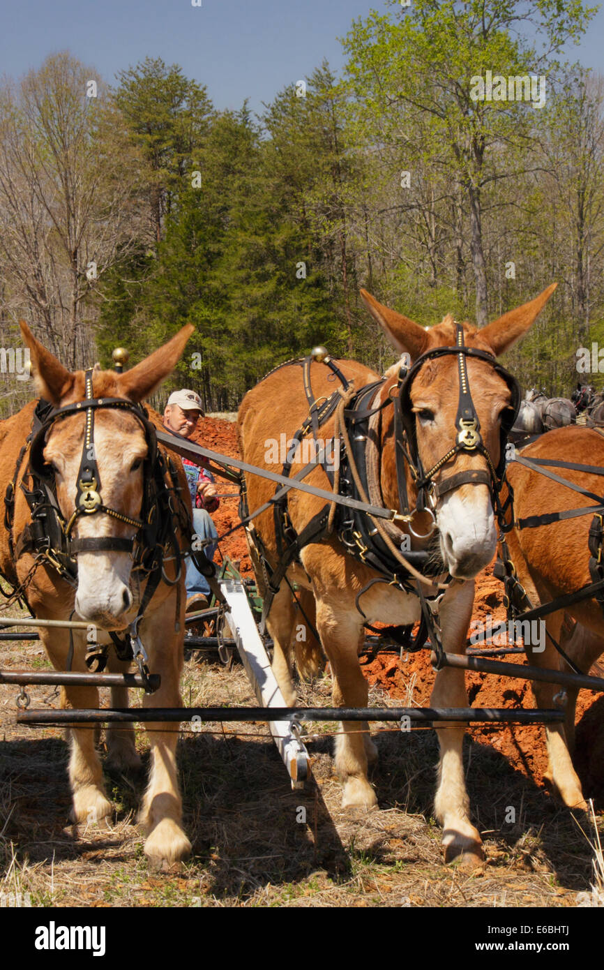 Plowing with mules hi-res stock photography and images - Alamy