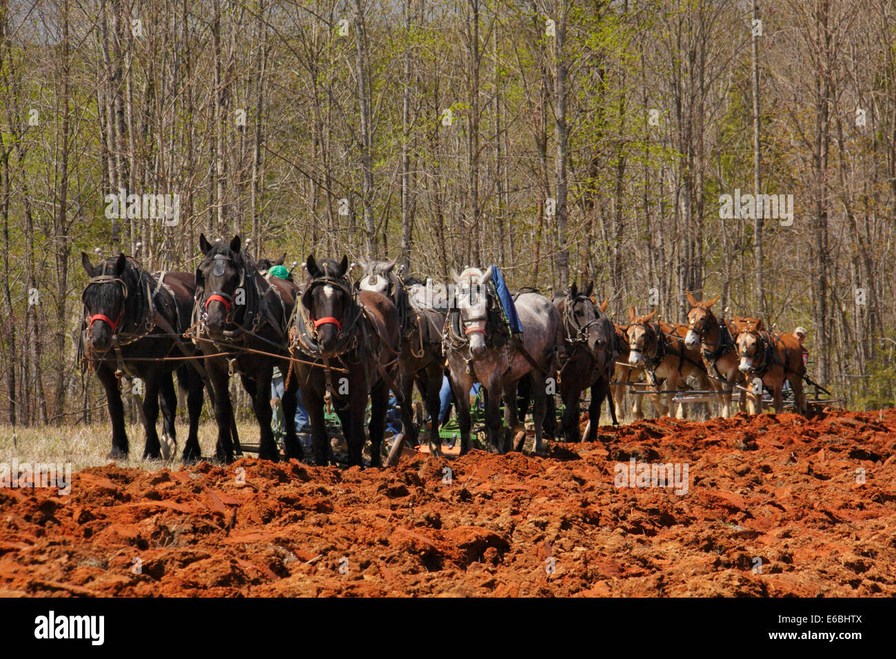 Mules pulling plow High Resolution Stock Photography and Images - Alamy
