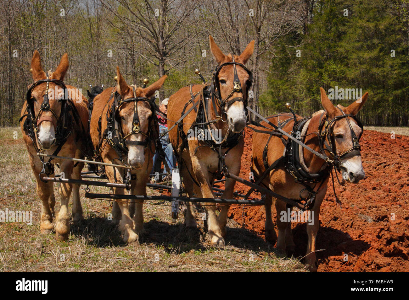 Mules pulling plow High Resolution Stock Photography and Images - Alamy
