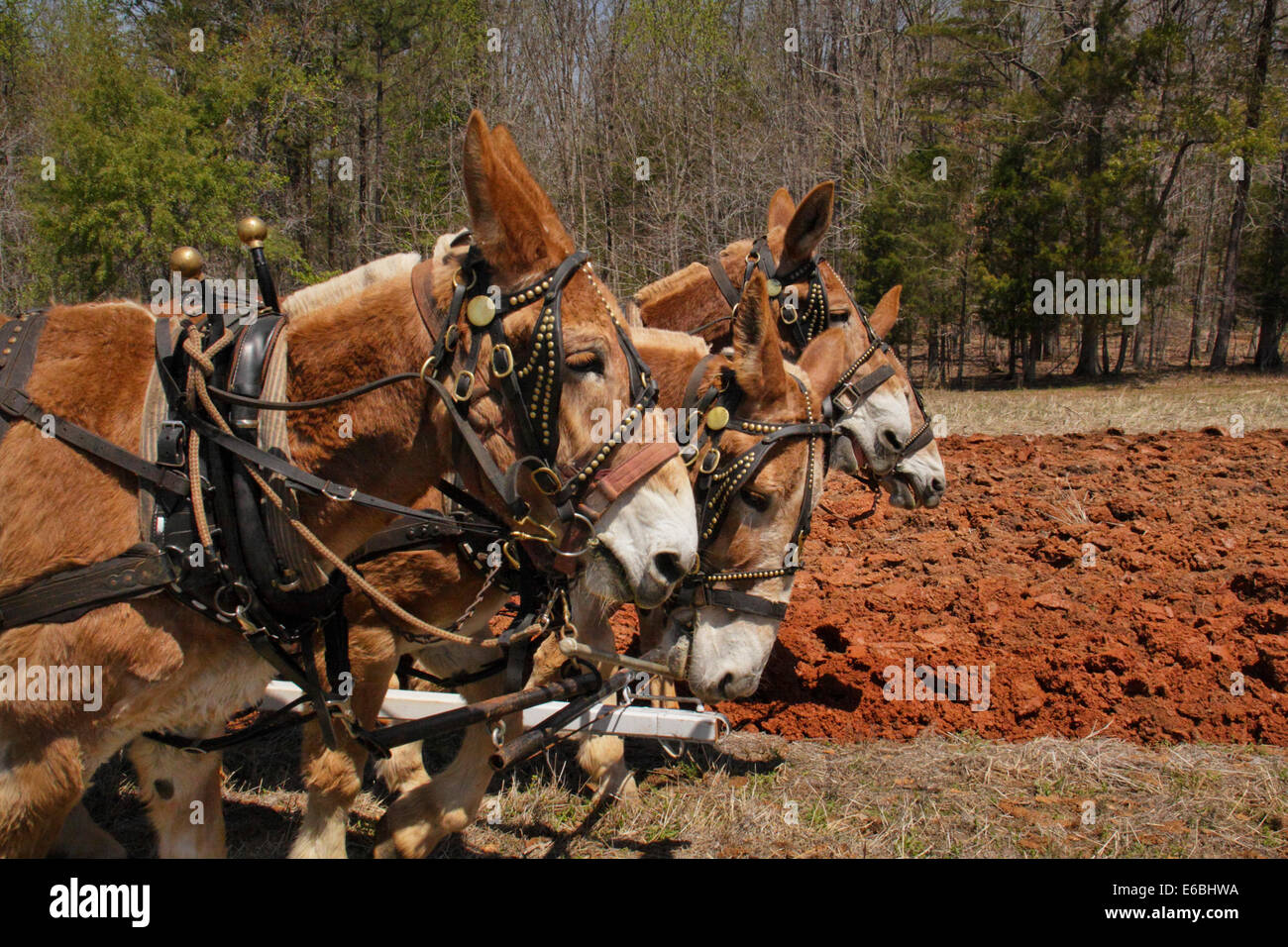 Plowing with mules hi-res stock photography and images - Alamy