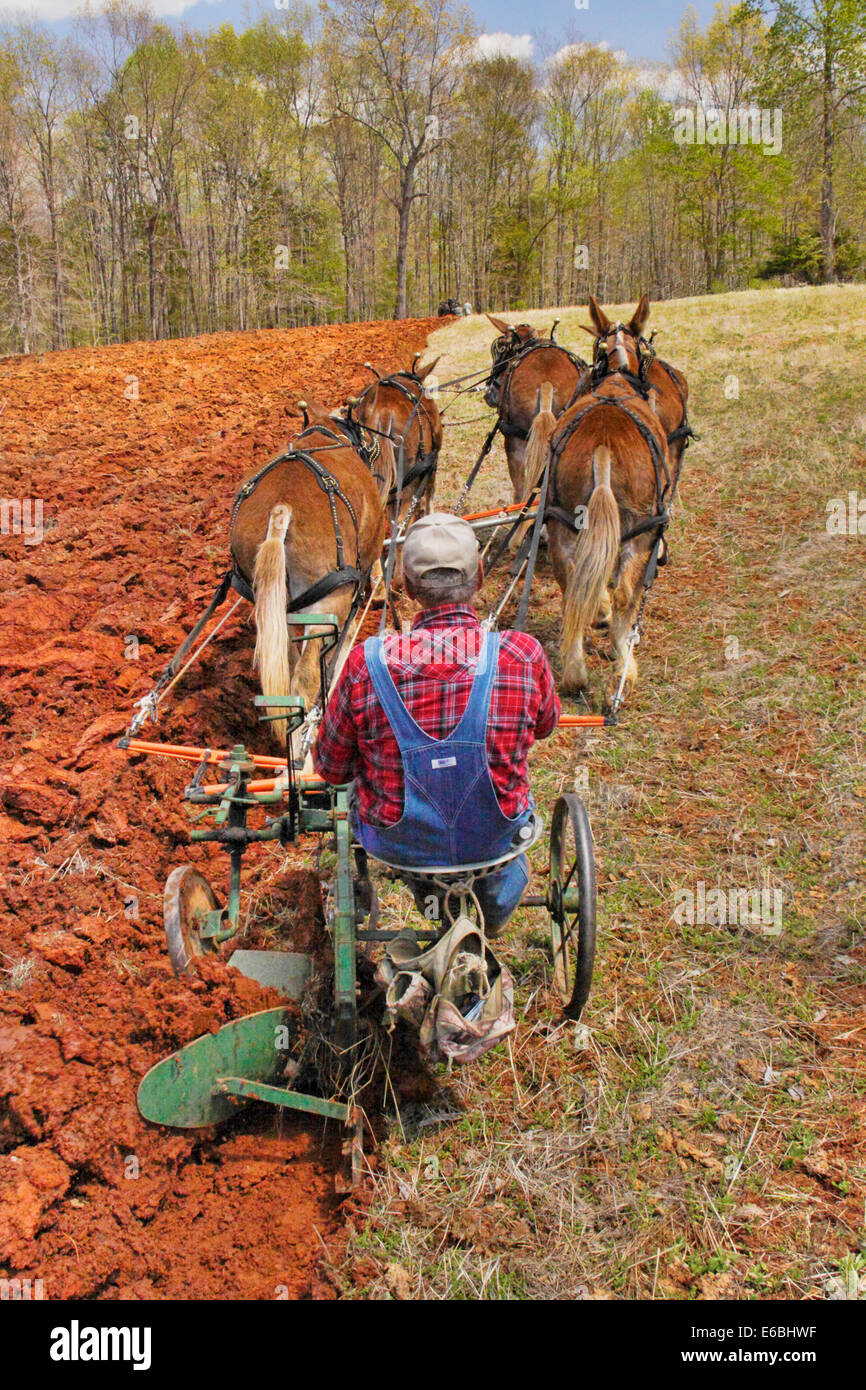 Plowing with mules hi-res stock photography and images - Alamy
