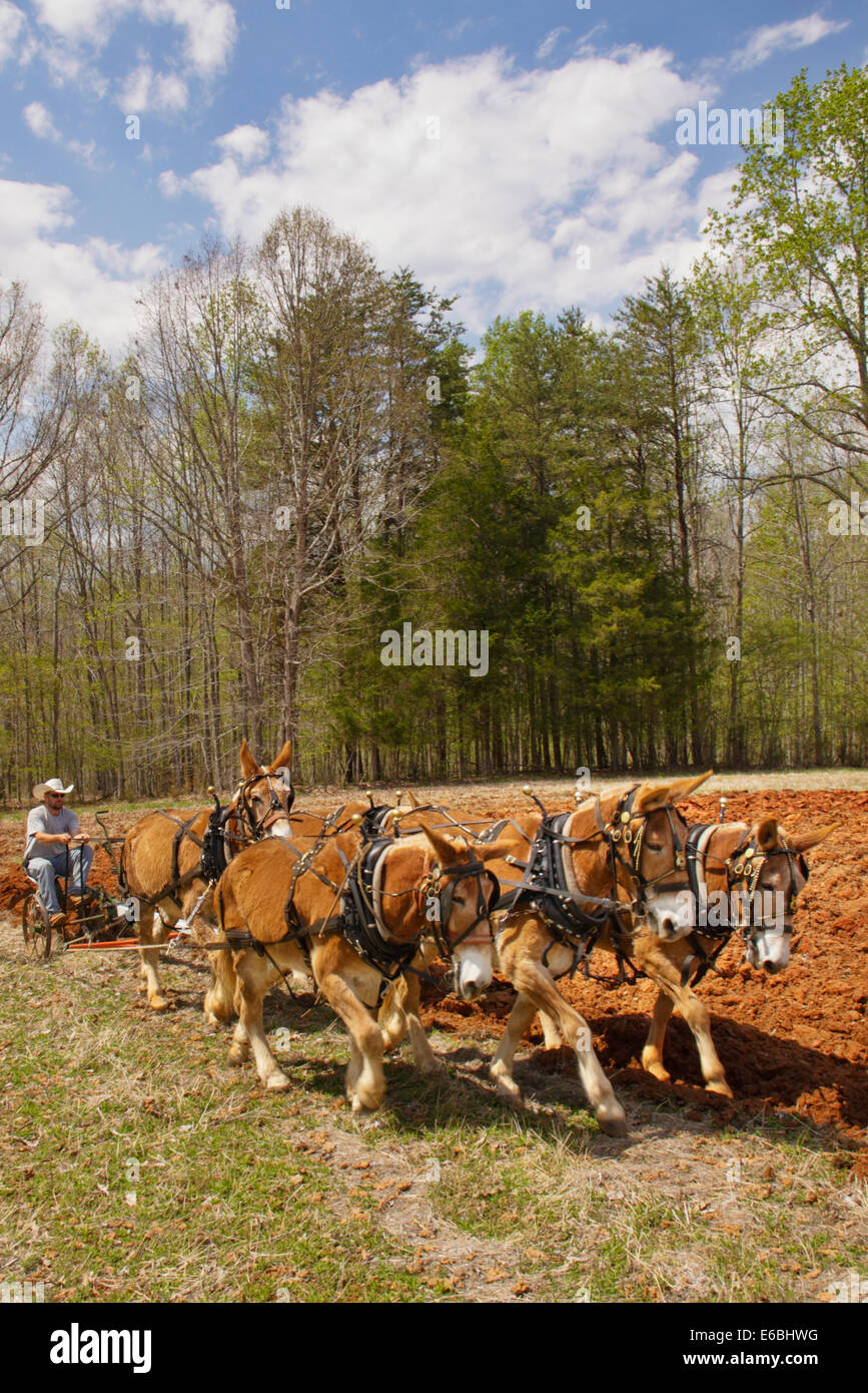 Plowing with mules hi-res stock photography and images - Alamy