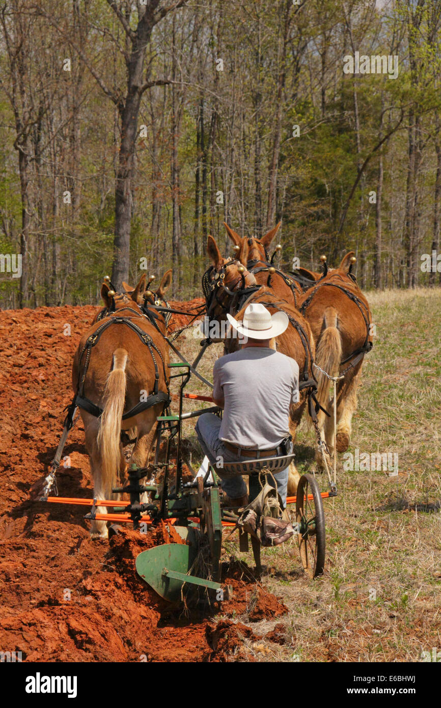 Plowing with mules hi-res stock photography and images - Alamy