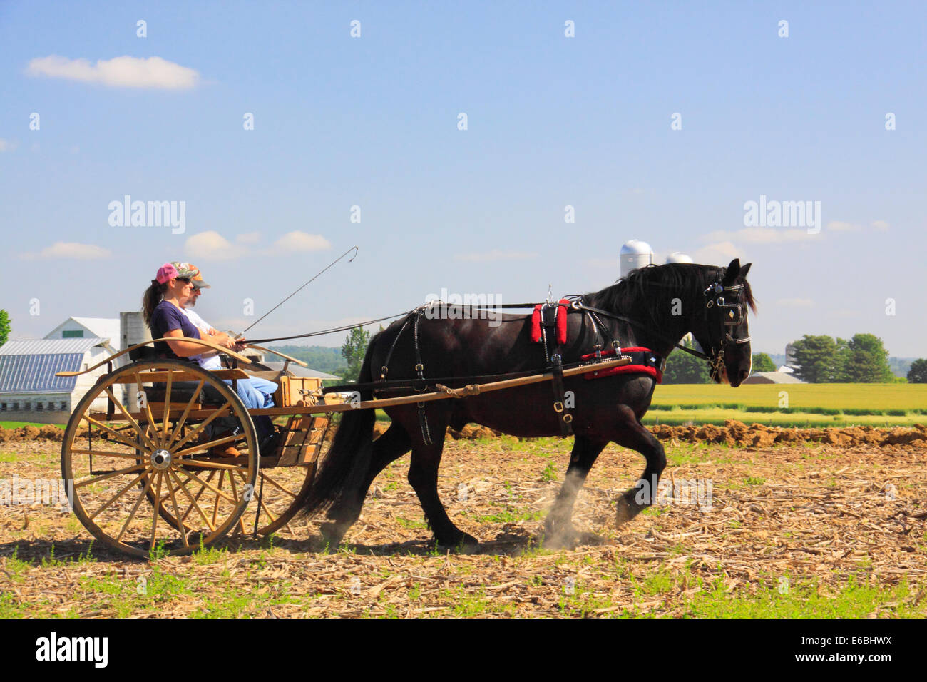 Team of Percheron Horses Pulling a Buggy, Virginia Percheron ...