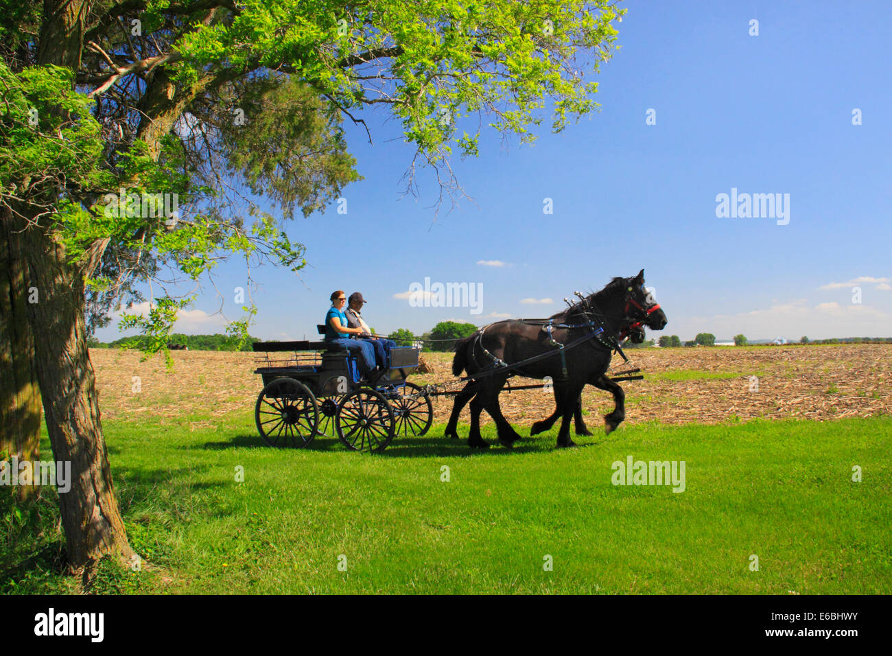 Team of Percheron Horses Pulling a Wagon, Virginia Percheron ...