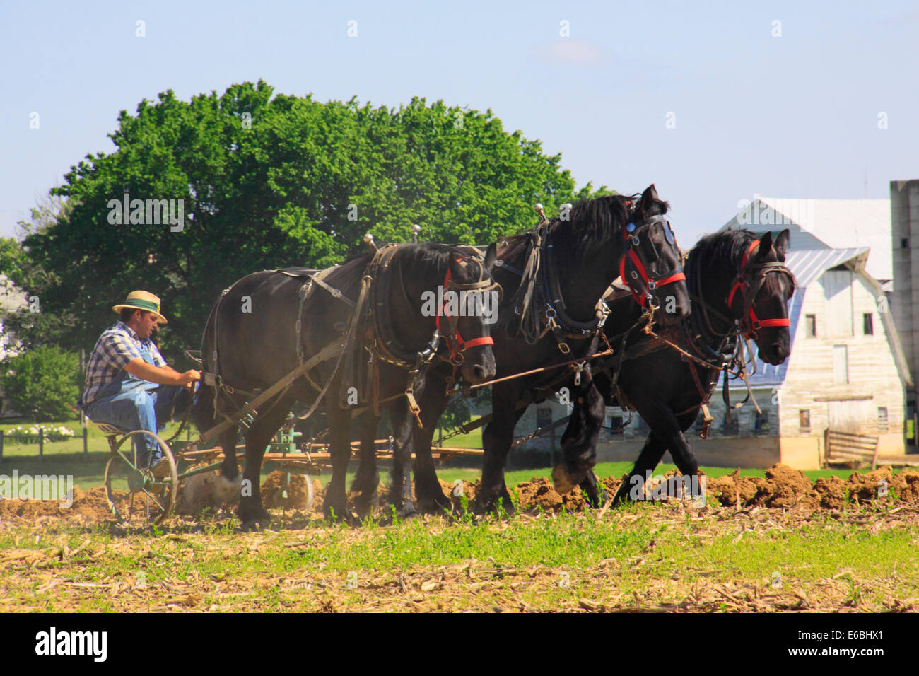 Team of Percheron Horses Plowing, Virginia Percheron Association Field ...