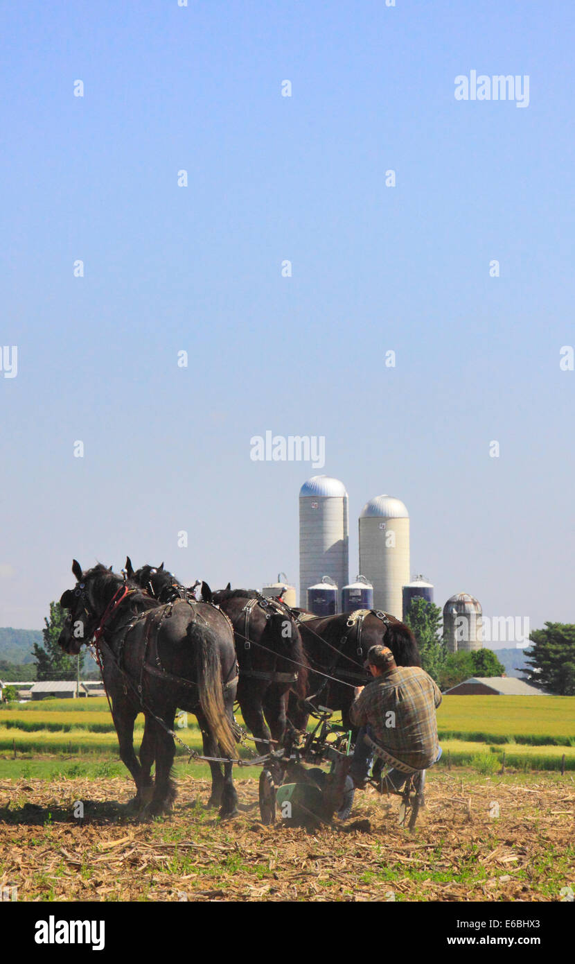 Draft horse farming percheron team hi-res stock photography and images ...