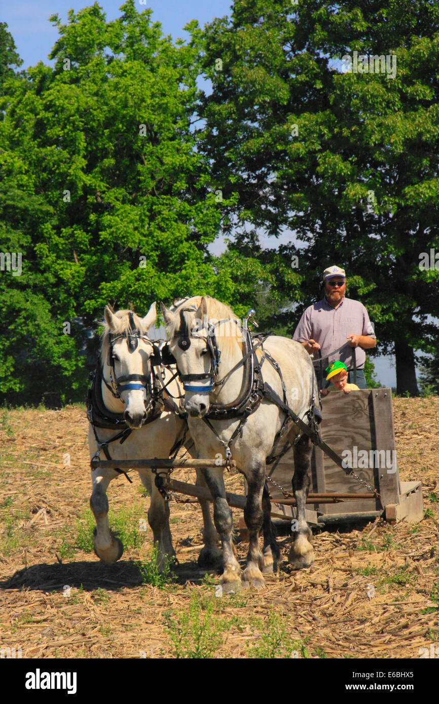 Team of Percheron Horses Pulling a Skid, Virginia Percheron Association ...