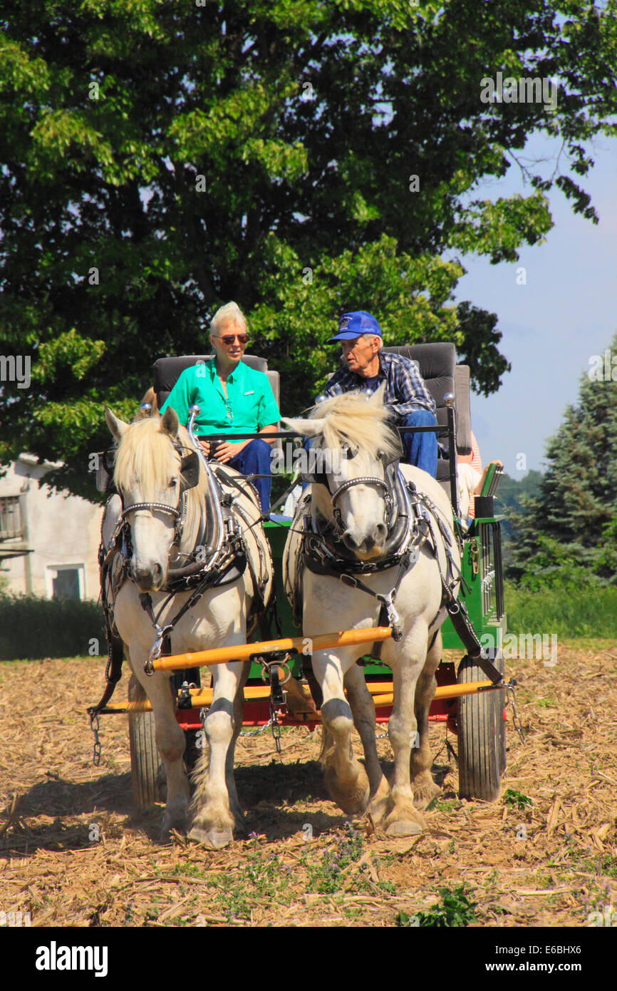 Team of Percheron Horses Pulling a Wagon, Virginia Percheron ...