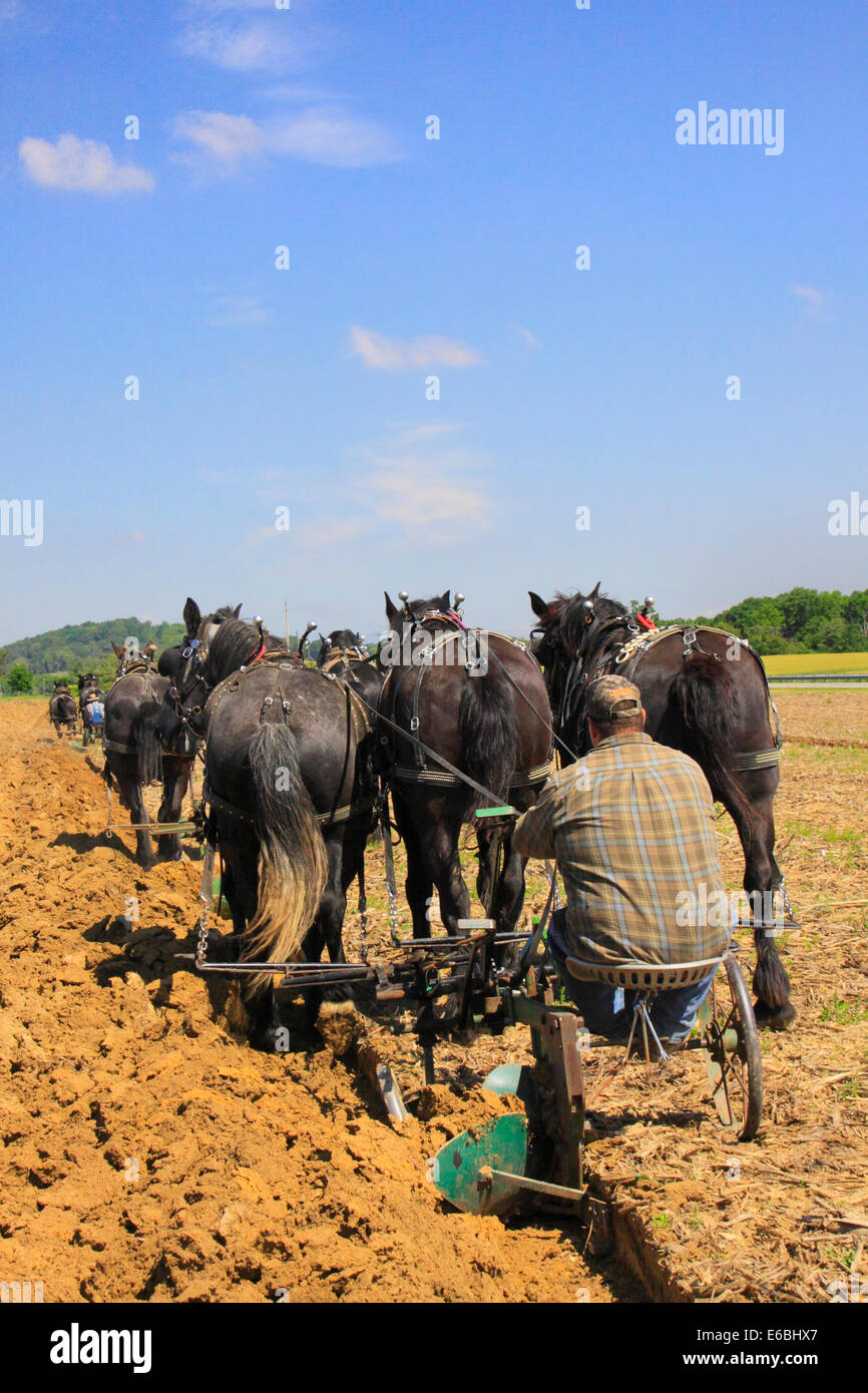 Team of Percheron Horses Plowing, Virginia Percheron Association Field ...