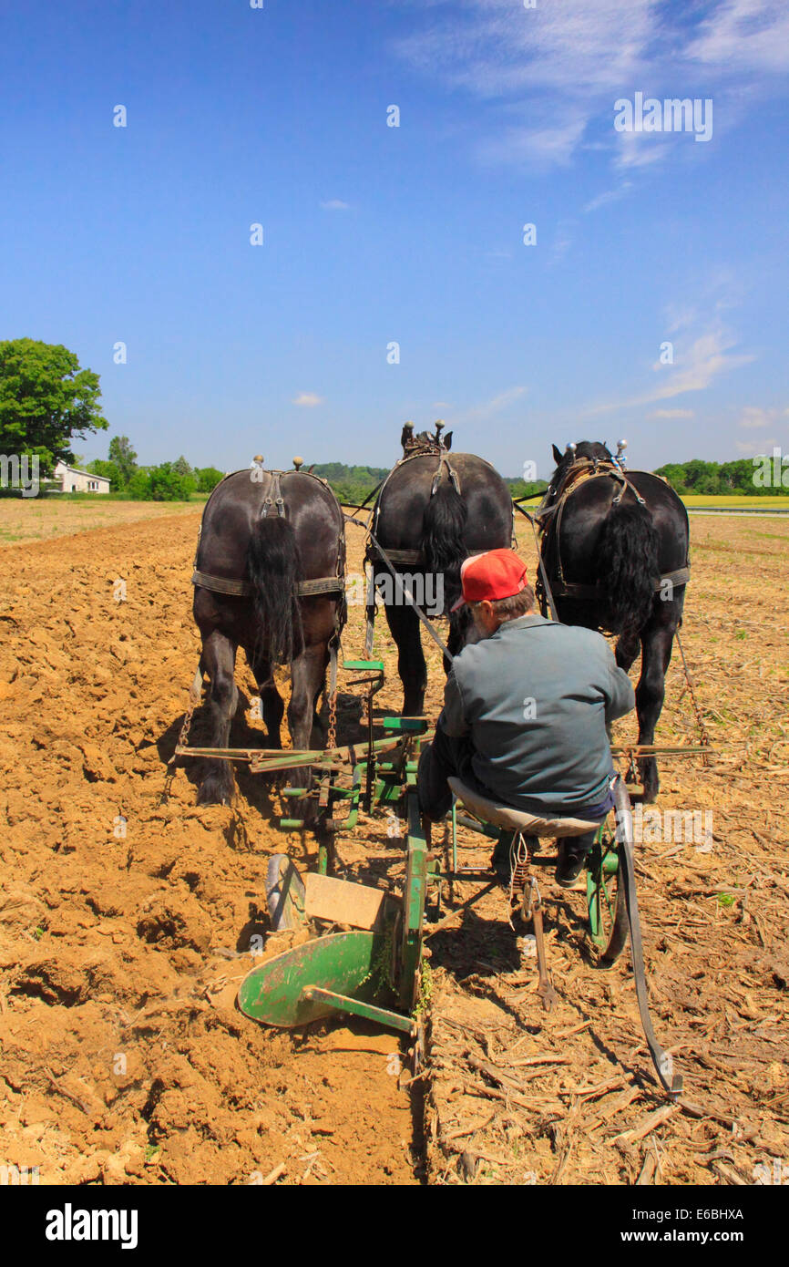 Team of Percheron Horses Plowing, Virginia Percheron Association Field ...