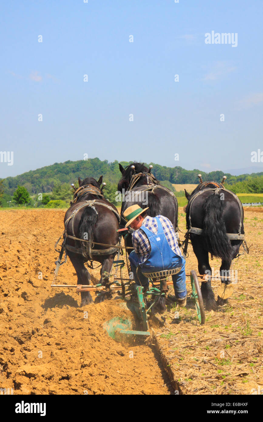 Draft horse farming percheron team hi-res stock photography and images ...
