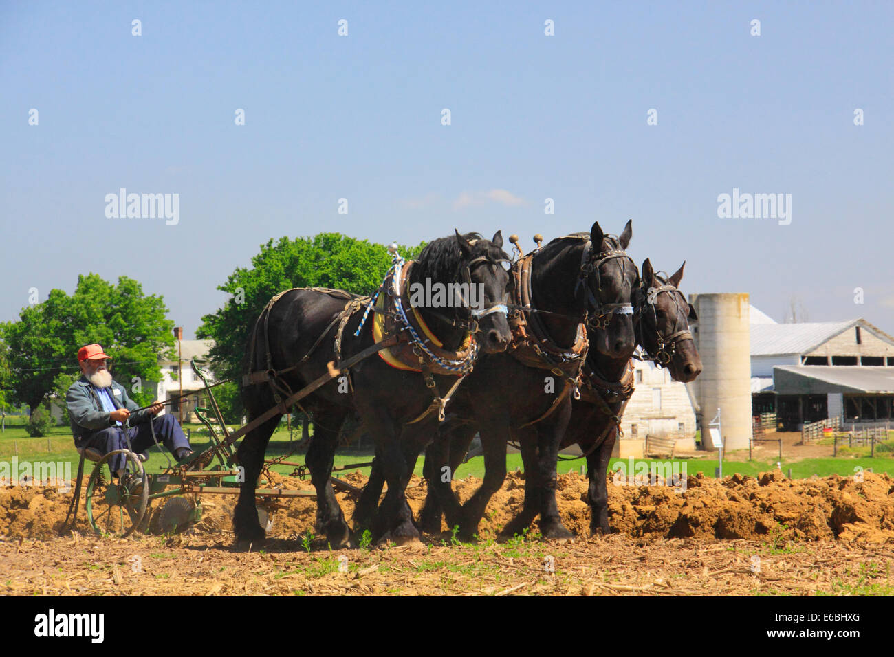Team of Percheron Horses Plowing, Virginia Percheron Association Field ...
