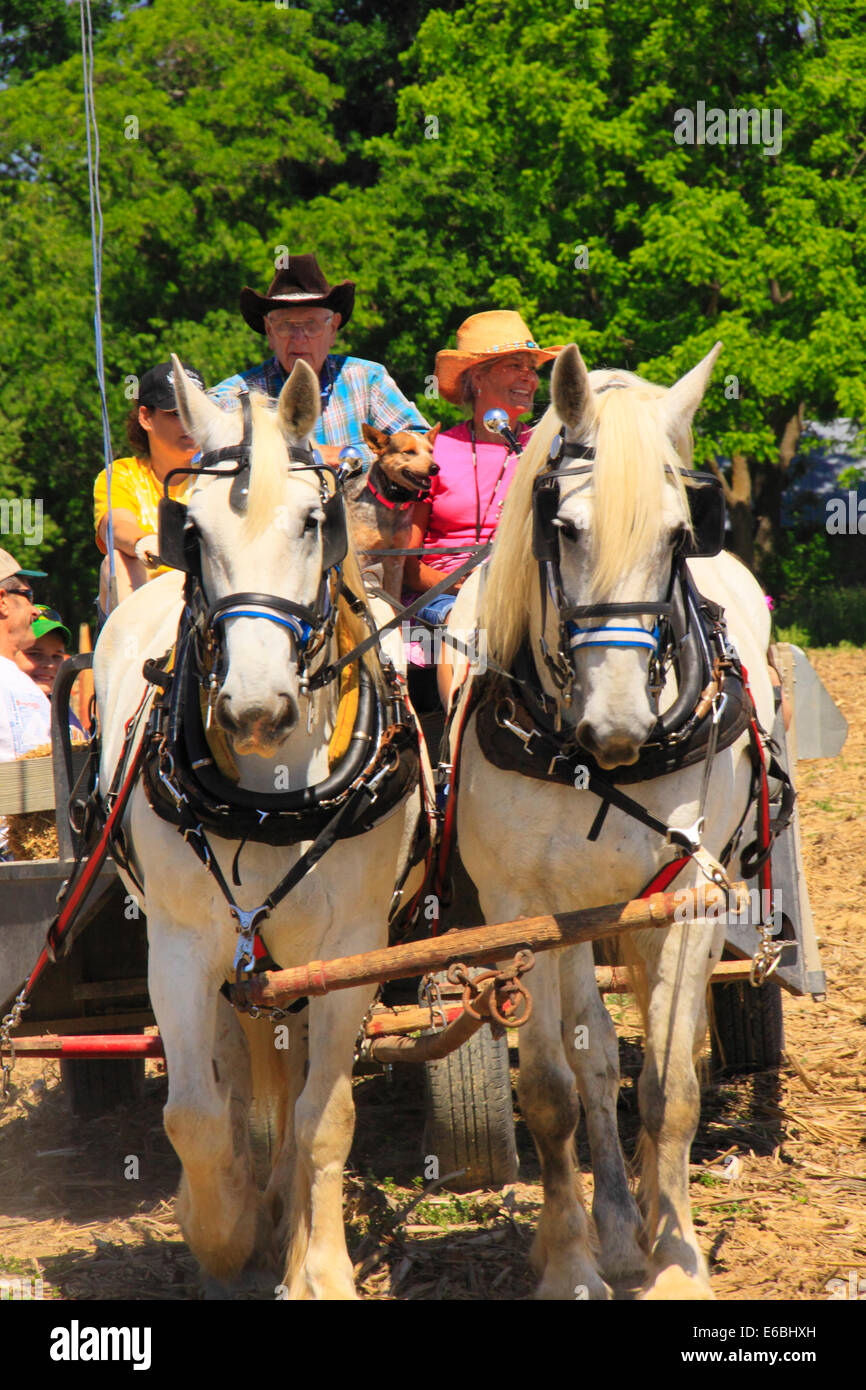 Percheron Team