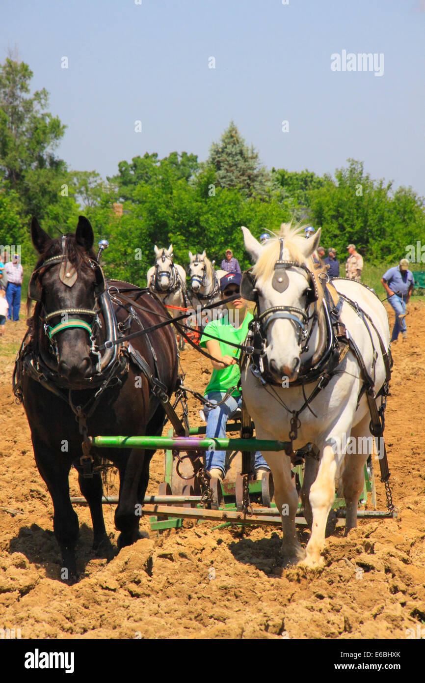 Team of Percheron Horses Plowing, Virginia Percheron Association Field ...