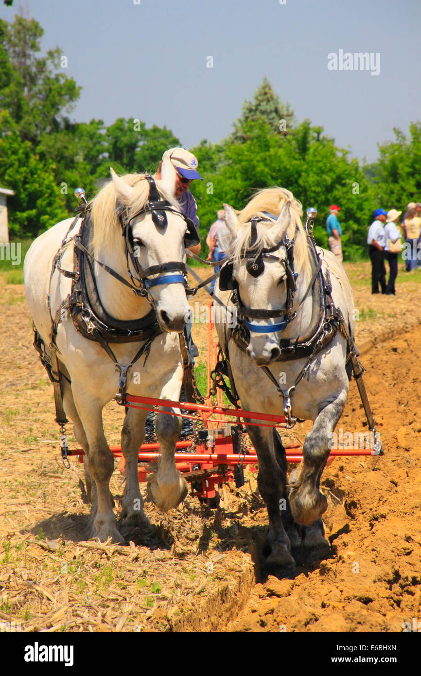 Draft horse farming percheron team hi-res stock photography and images - Alamy