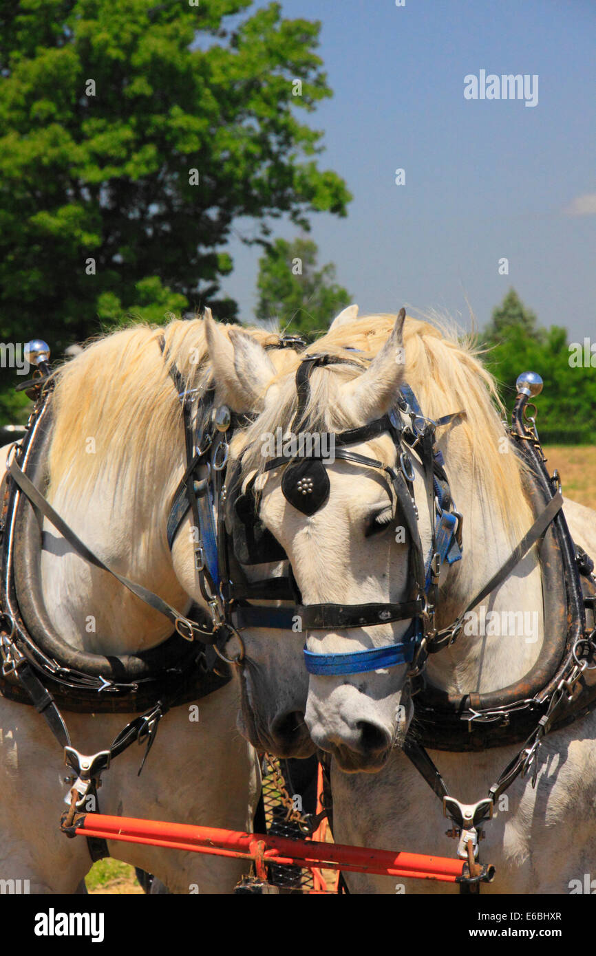 Percheron Draft Mules
