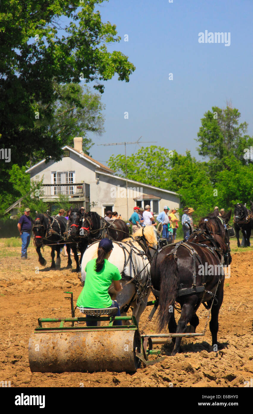 Team of Percheron Horses Rolling Furrows, Virginia Percheron ...