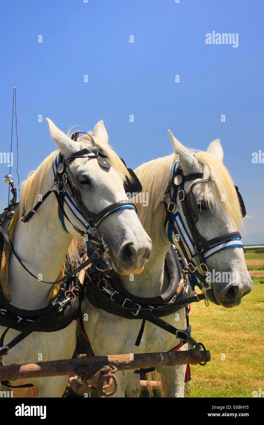 Team Percheron Pulling Wagon Virginia High Resolution Stock Photography ...