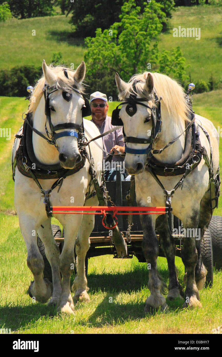 Team of Percheron Horses Pulling a Wagon, Virginia Percheron ...