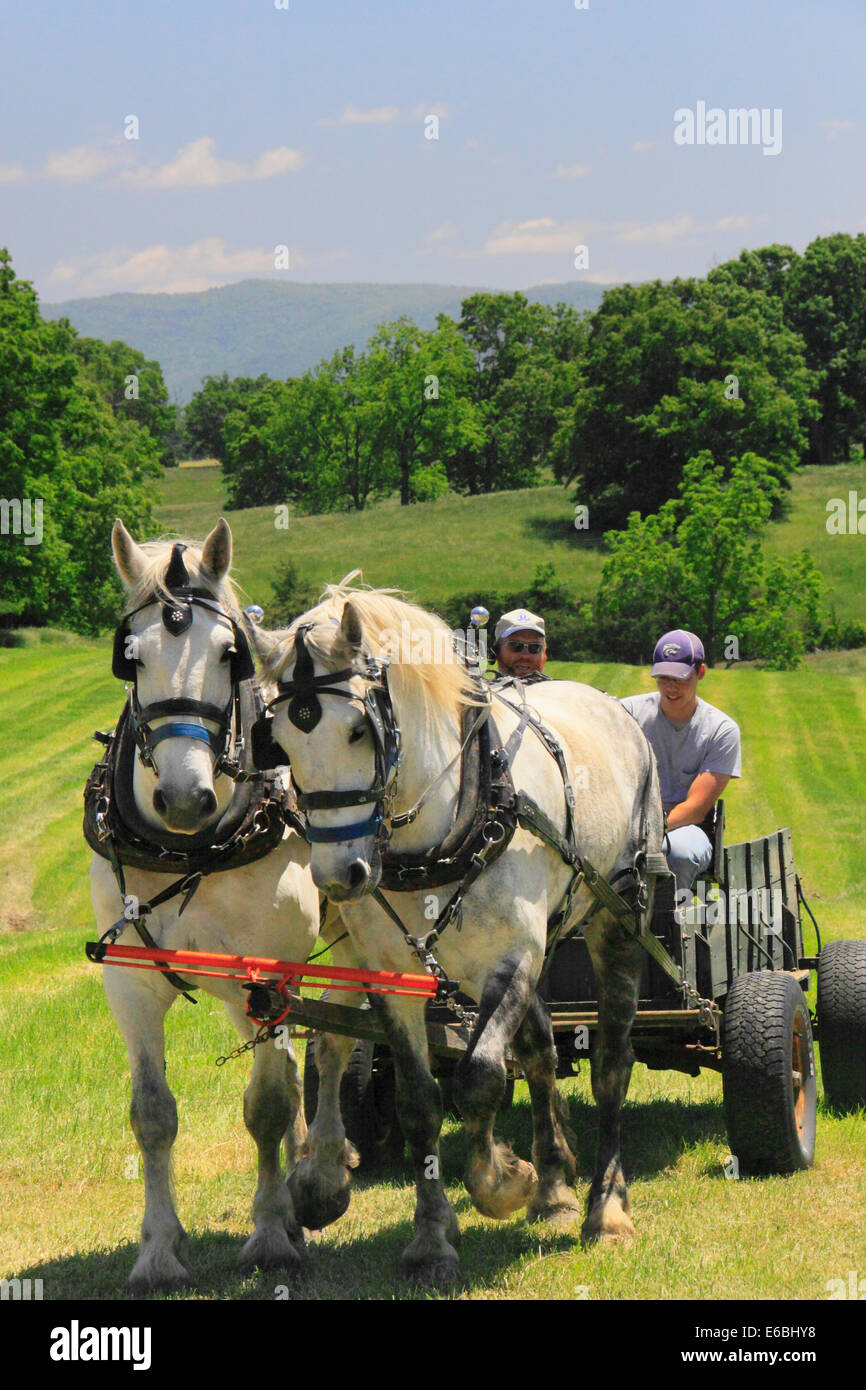 Team of Percheron Horses Pulling a Wagon, Virginia Percheron ...