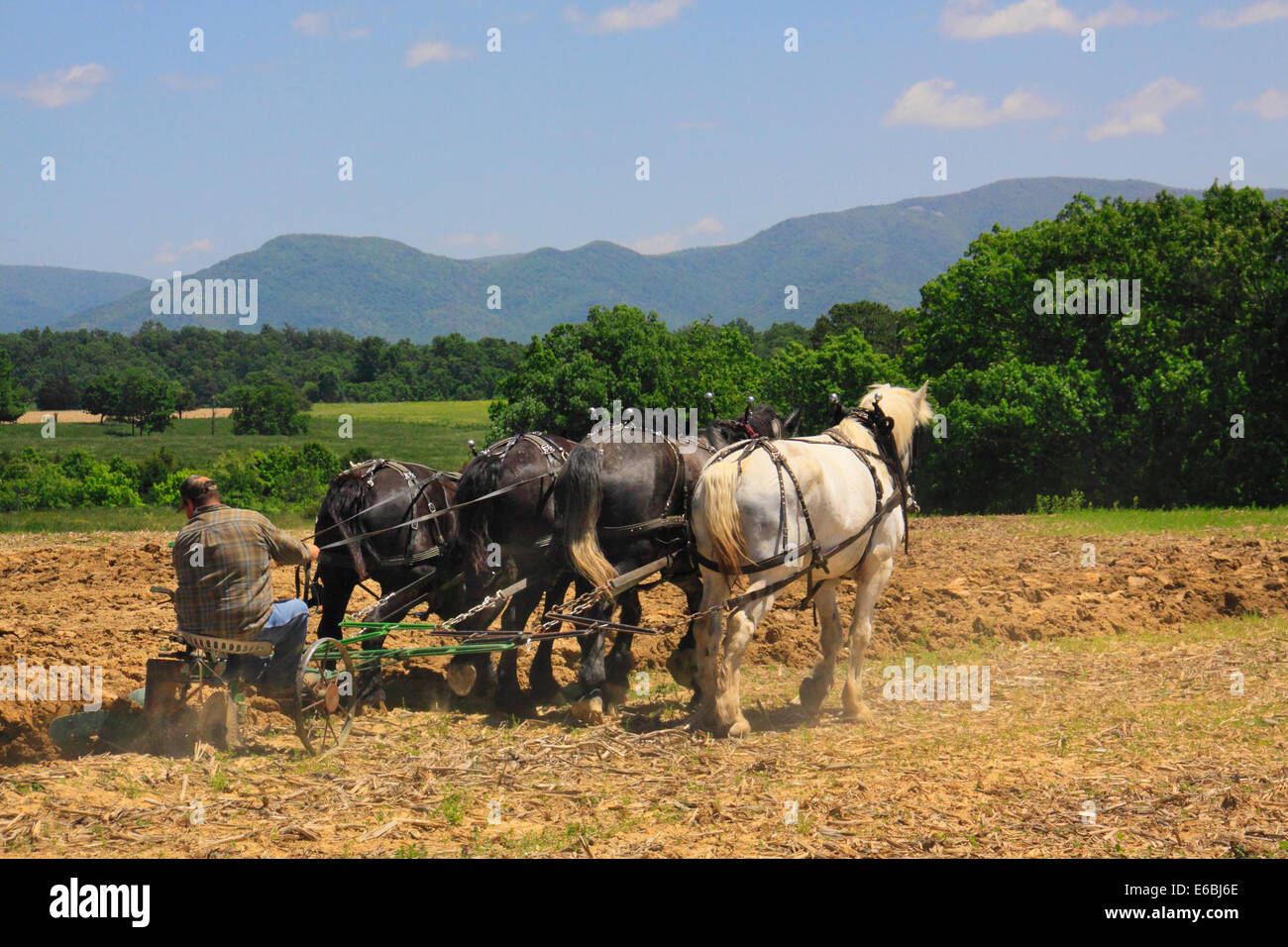 Draft horse farming percheron team hi-res stock photography and images ...
