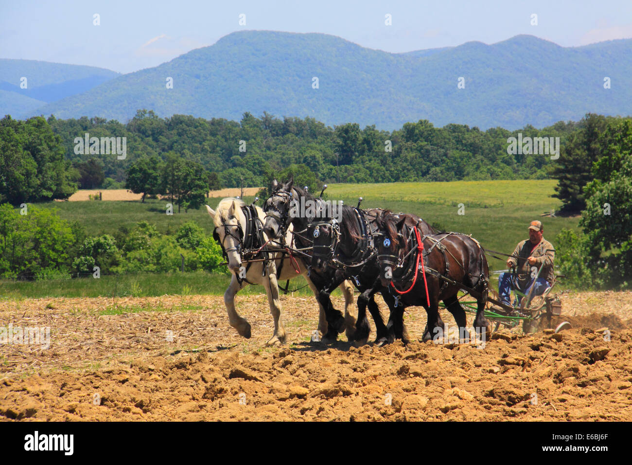 Draft horse farming percheron team hi-res stock photography and images ...