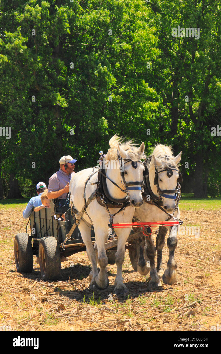 Team of Percheron Horses Pulling a Wagon, Virginia Percheron ...