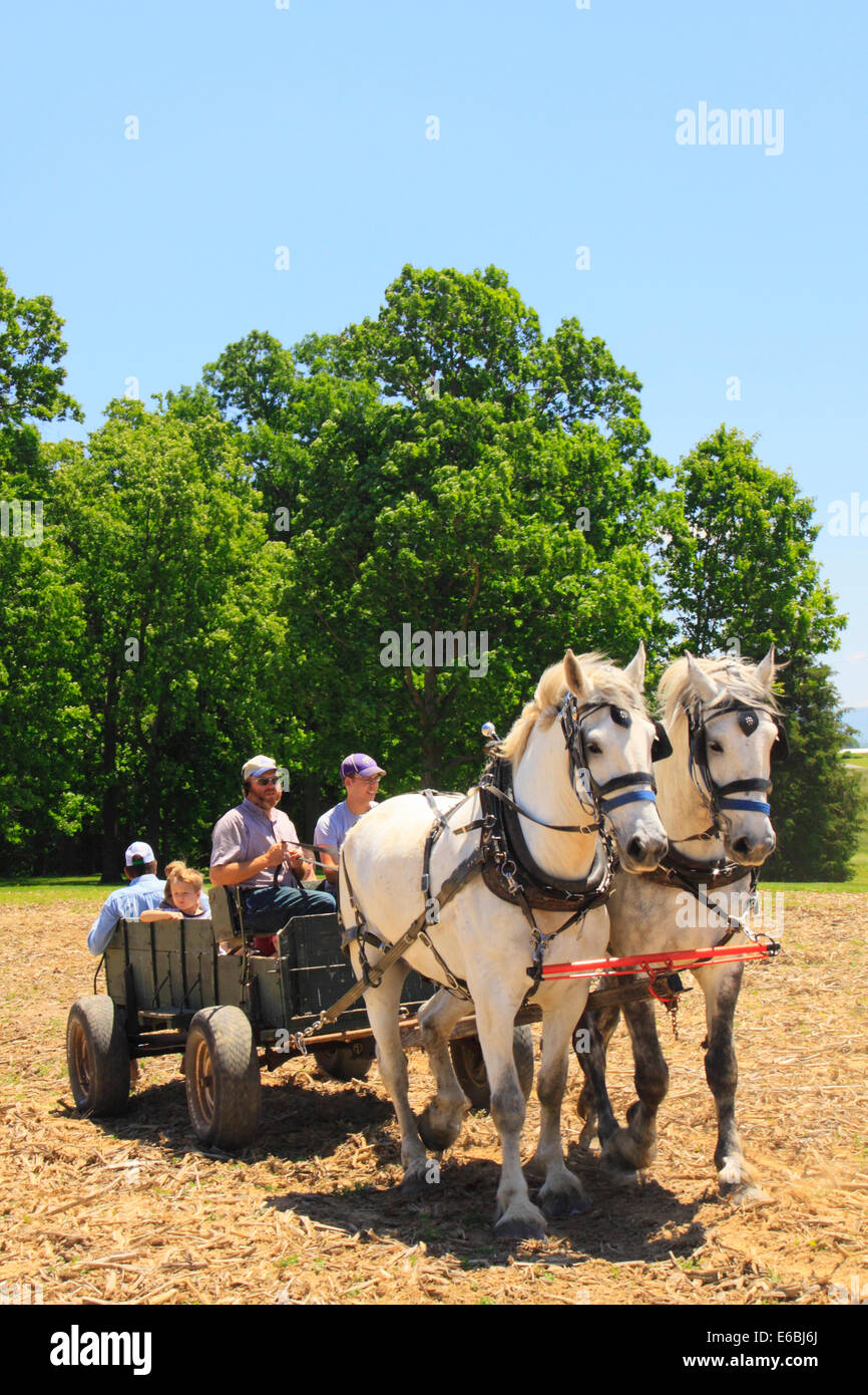 Team of Percheron Horses Pulling a Wagon, Virginia Percheron ...