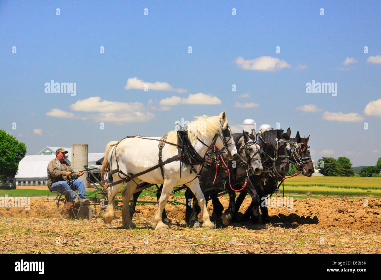 Draft horse farming percheron team hi-res stock photography and images ...