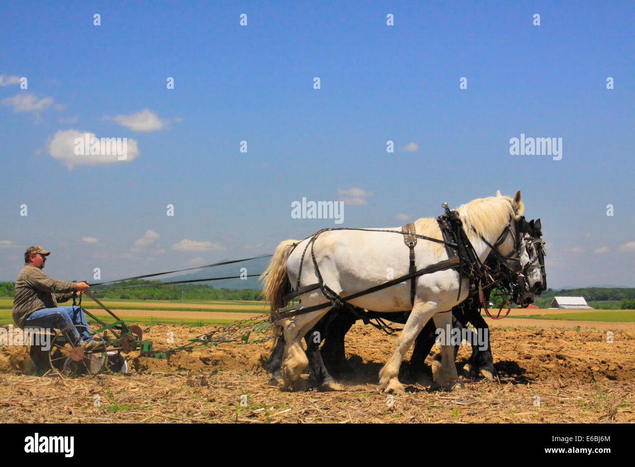 Draft horse farming percheron team hi-res stock photography and images ...