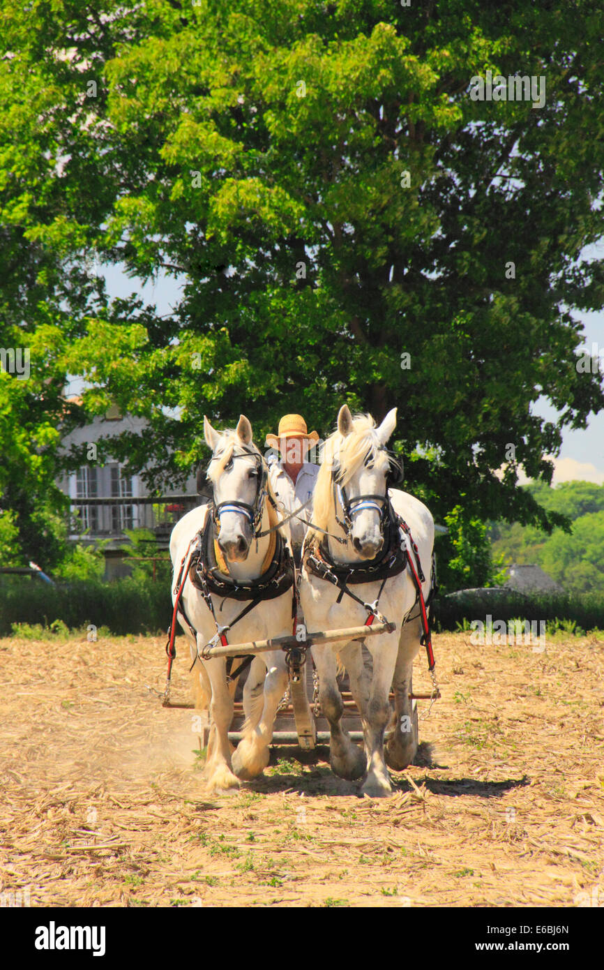 Team of Percheron Horses Pulling a Skid, Virginia Percheron Association ...